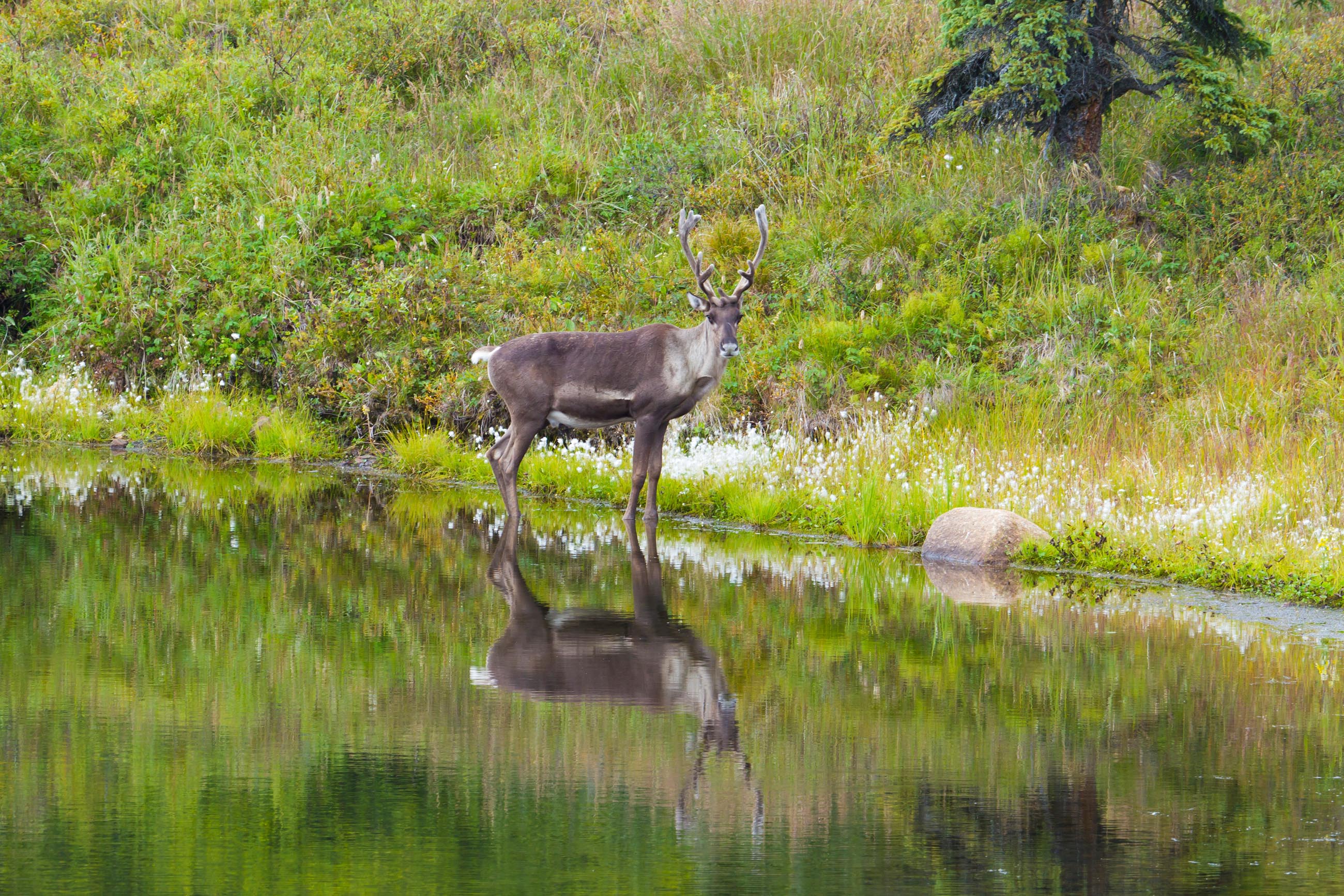 Central, AK | Things to do, Recreation, & Travel Information | Travel ...