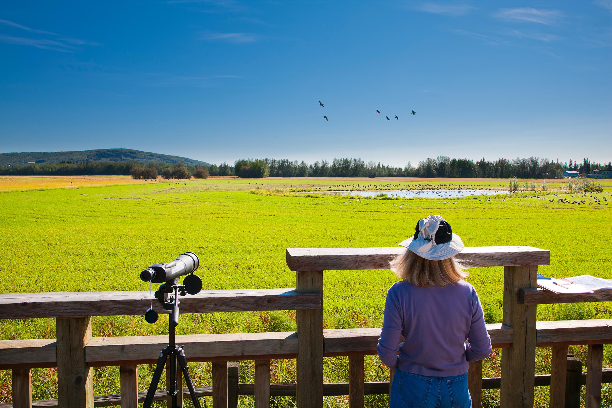 Creamers Field Migratory Waterfowl Refuge, Alaska | Travel Alaska