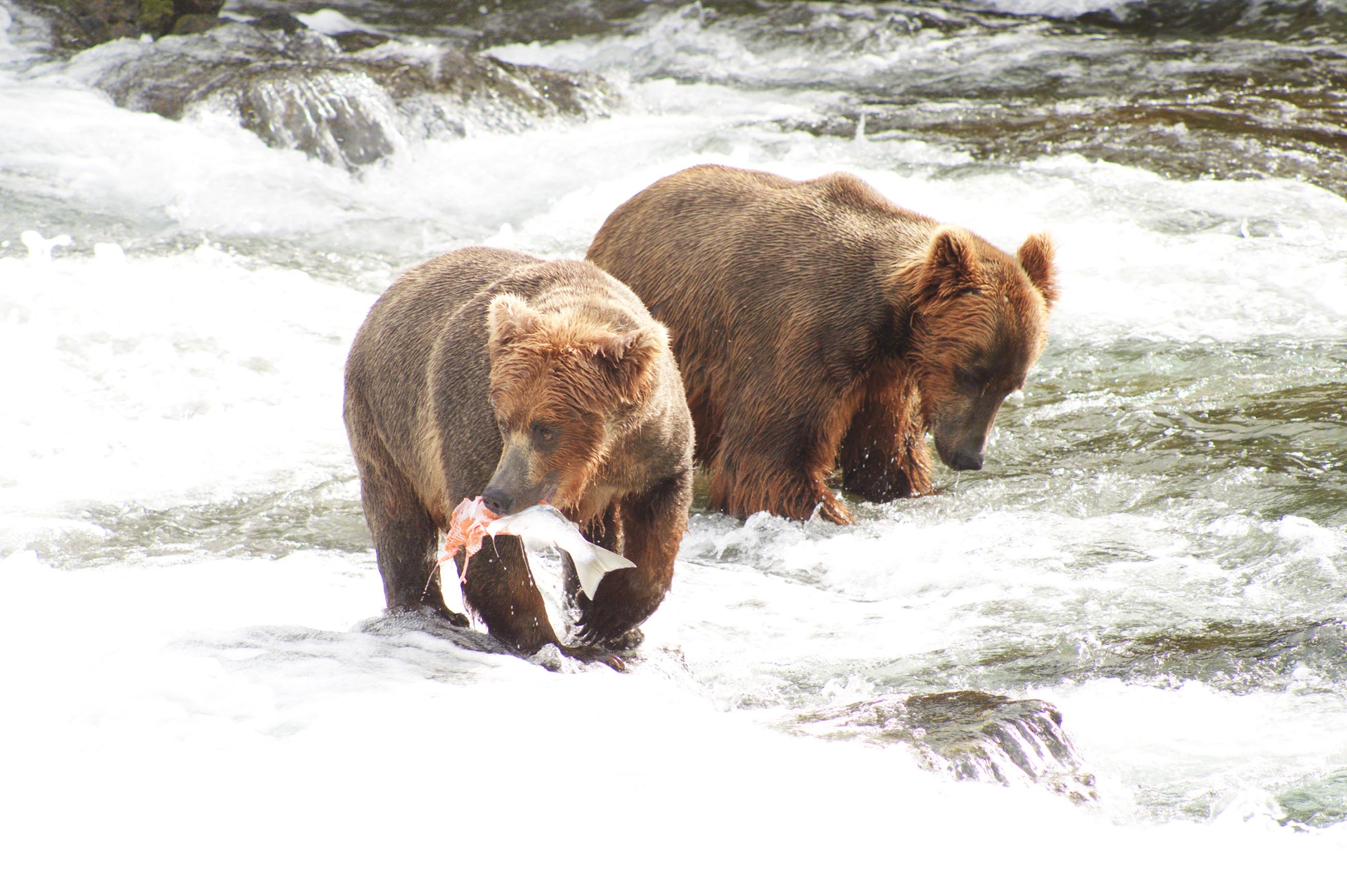 McNeil River State Game Sanctuary | Travel Alaska