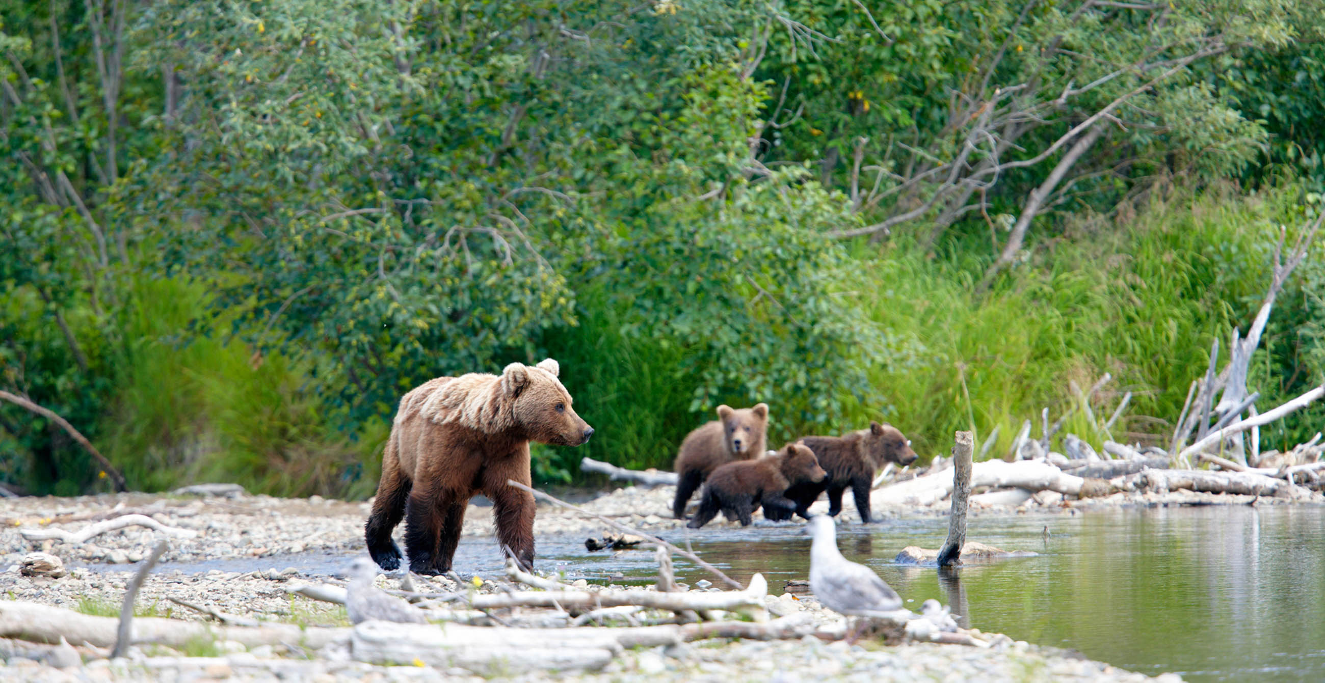 Discover Alaska's Bear Country | Travel Alaska