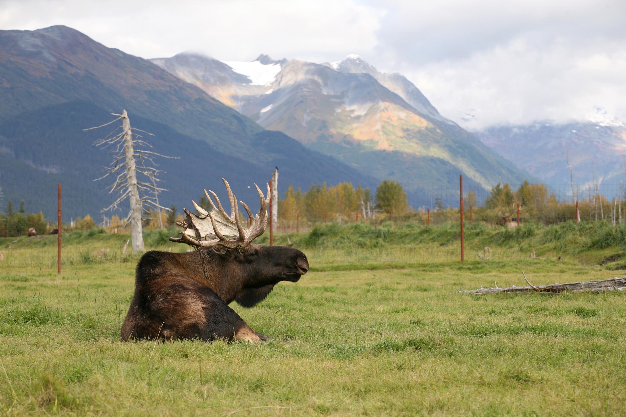 A Local's Guide to the Portage Area | Travel Alaska