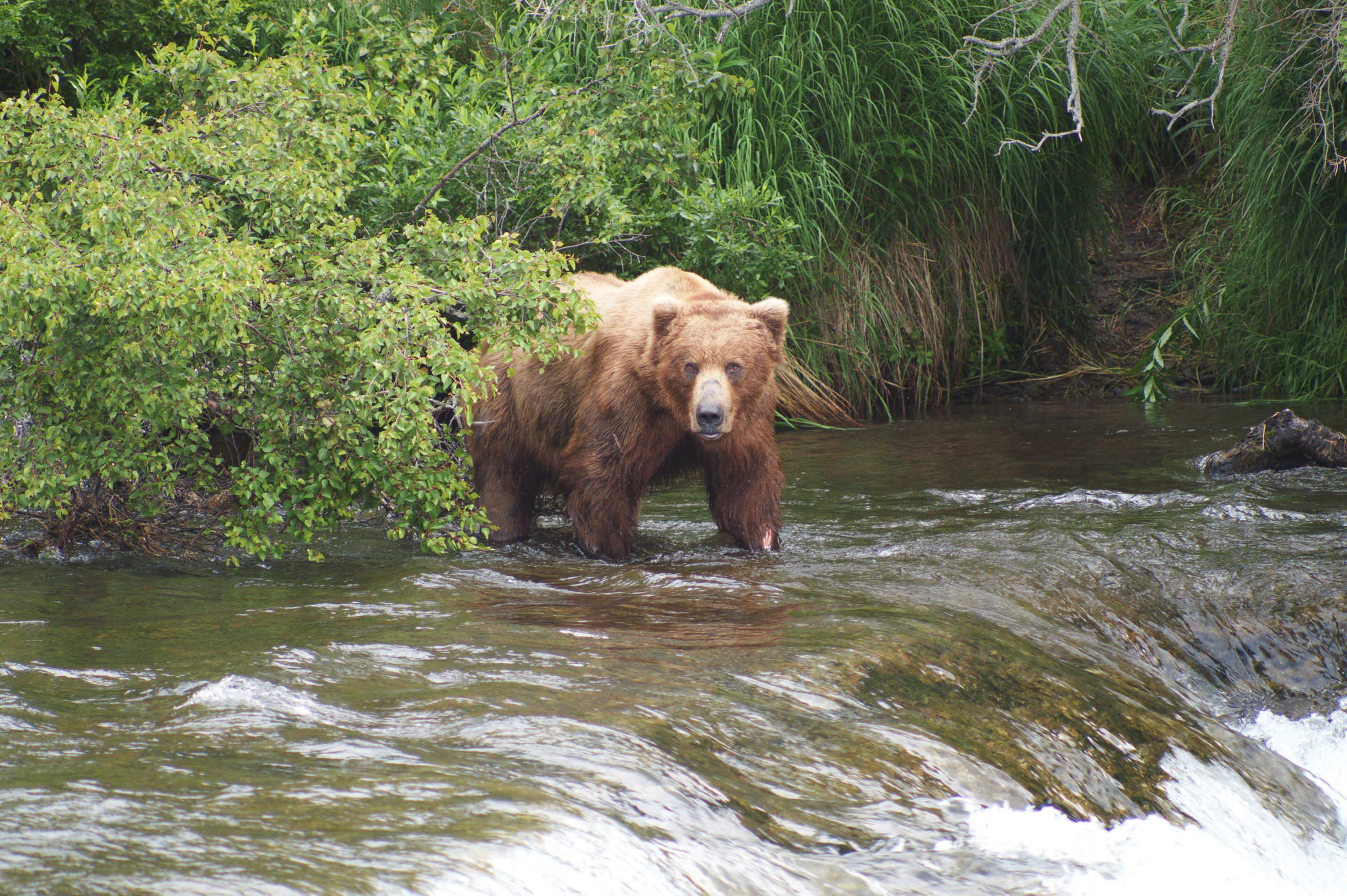 Bear Viewing in Alaska | Travel Alaska