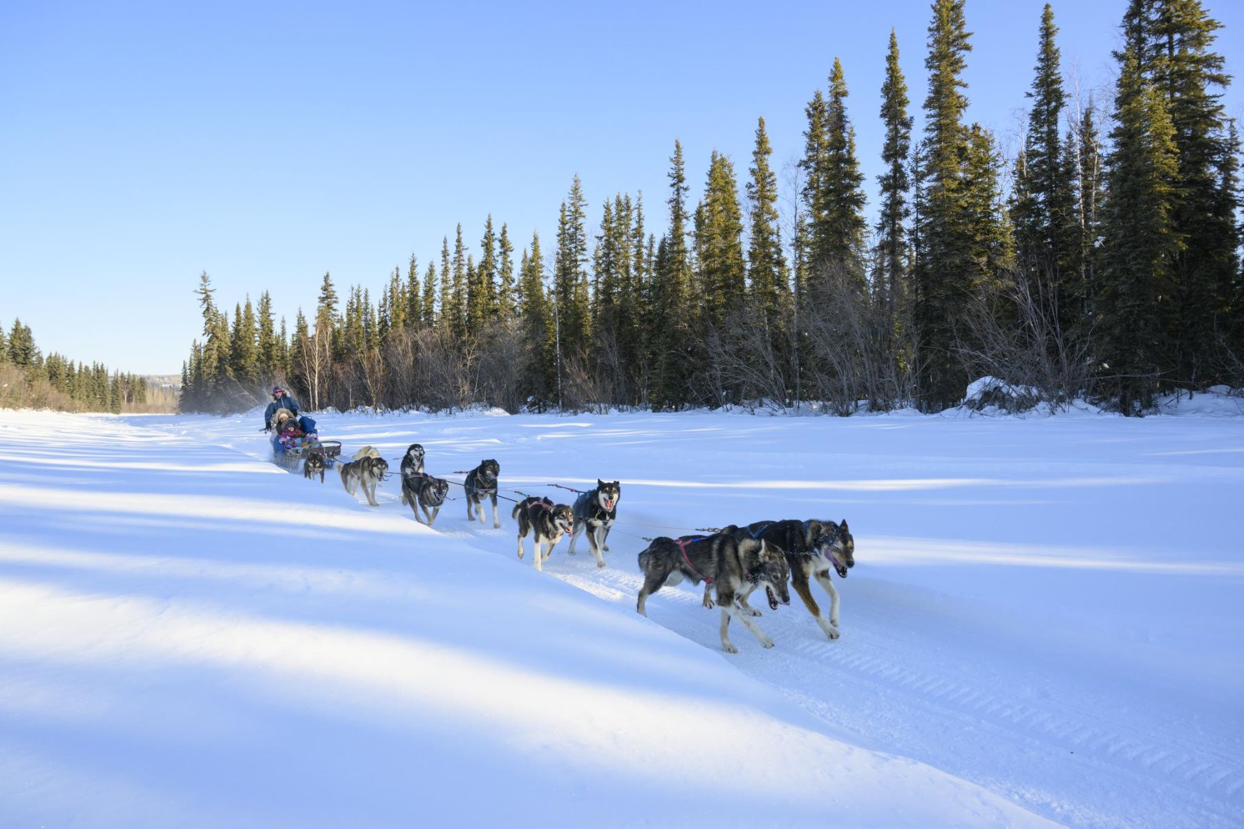 Dog Sled Team Iditarod