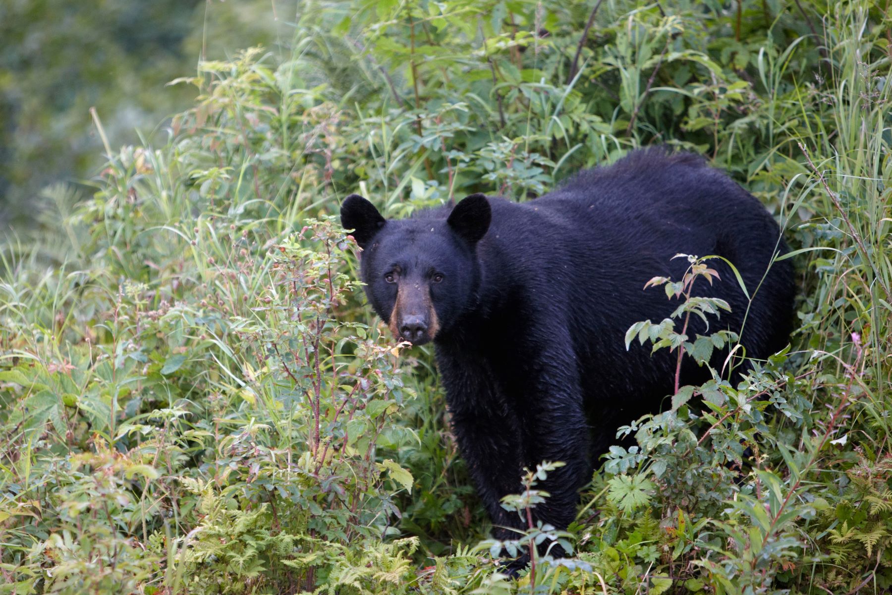 Wildlife in Alaska - All About Alaska's Wildlife | Travel Alaska