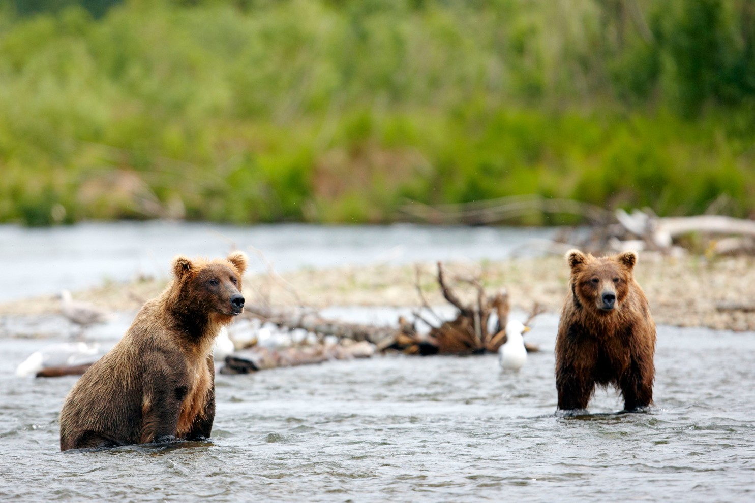 Wildlife in Alaska - All About Alaska's Wildlife | Travel Alaska