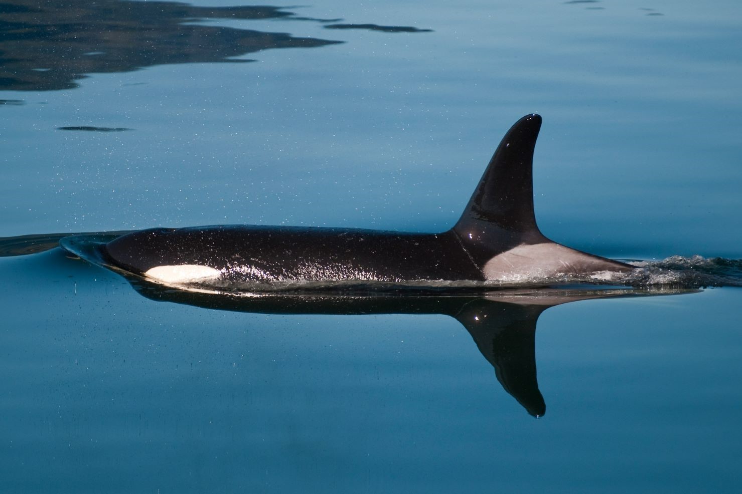 Wildlife in Alaska - All About Alaska's Wildlife | Travel Alaska