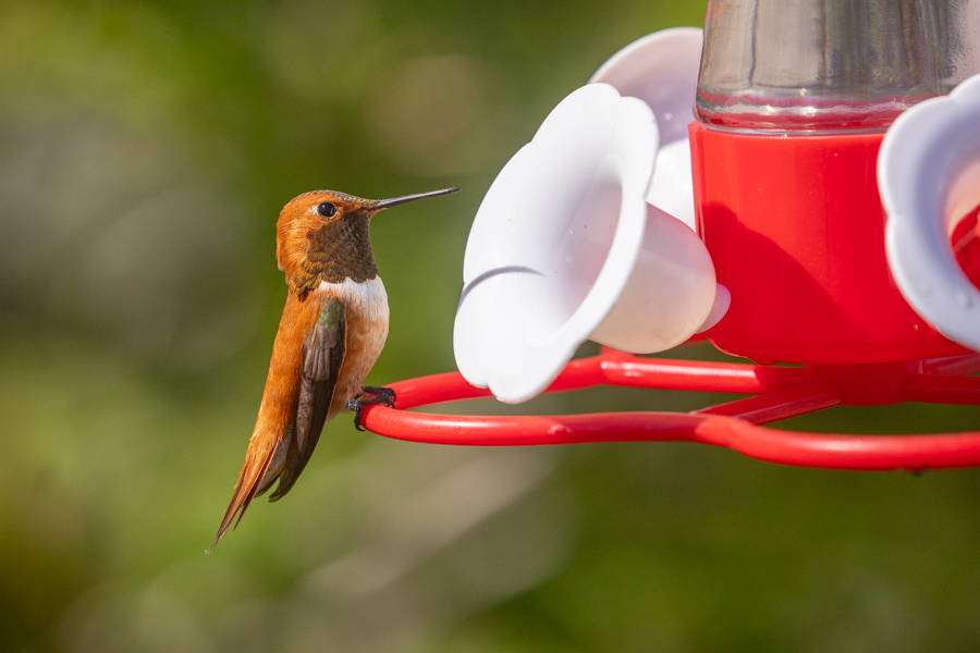 Summer Hummingbird Days 2025 | Travel Alaska