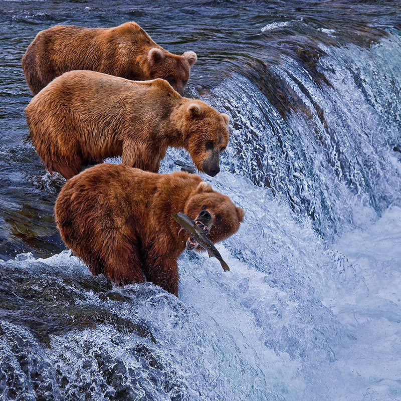 Gondwana Ecotours | Travel Alaska