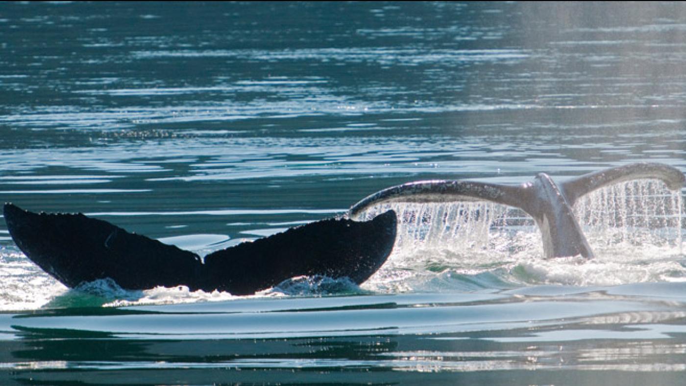 Akhiok, AK | Things to do, Recreation, & Travel Information | Travel Alaska