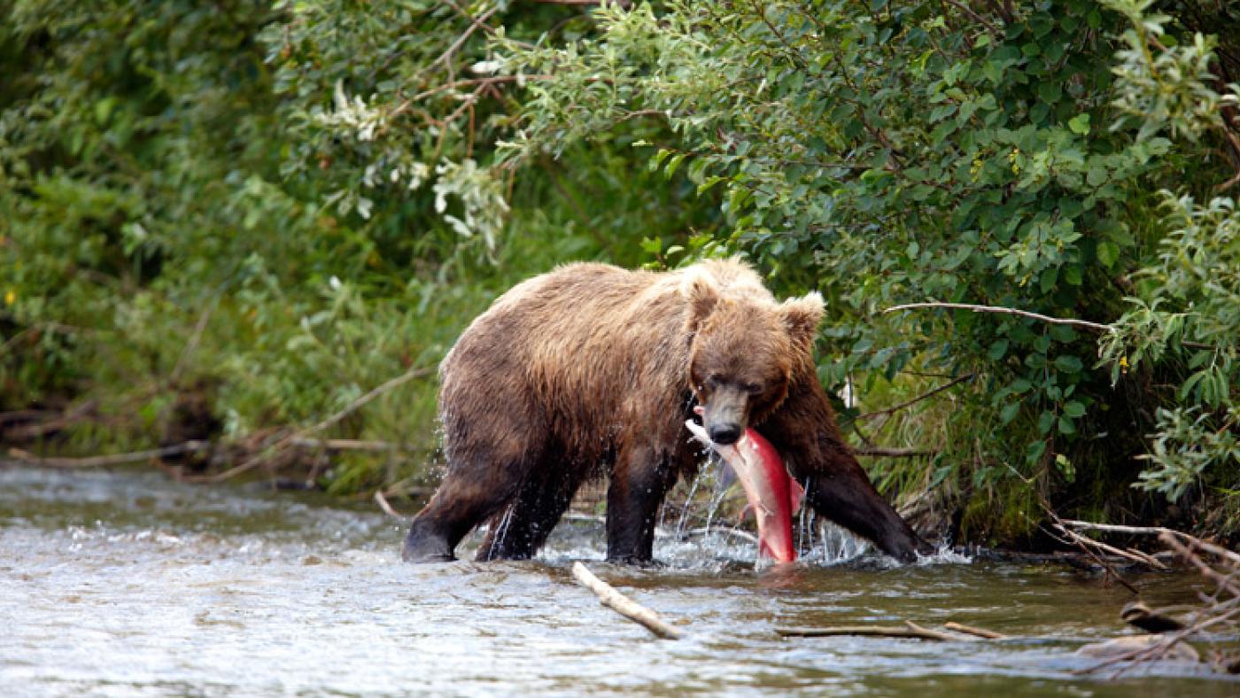 Naknek, AK | Things to Do, Recreation, & Travel Information | Travel Alaska