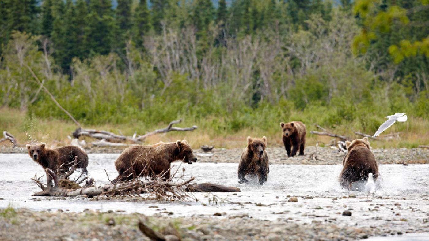 Becharof National Wildlife Refuge, Alaska | Travel Alaska