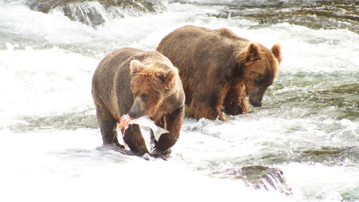 McNeil River State Game Sanctuary | Travel Alaska