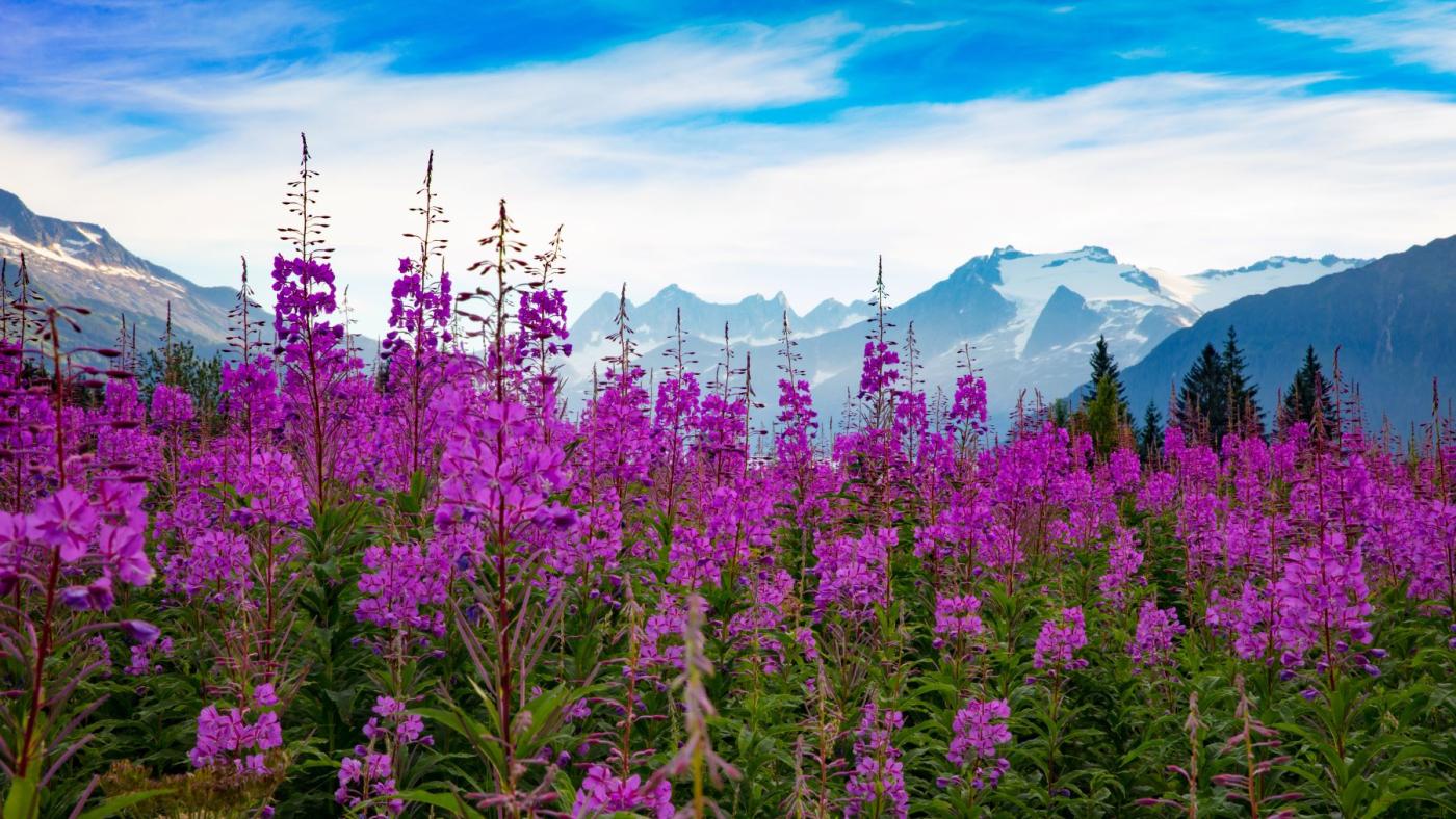 Flowers of Significance to Alaska Native Peoples | Travel Alaska