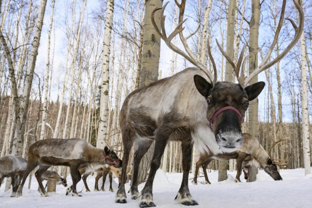 Winter Wildlife Viewing in Alaska | Travel Alaska