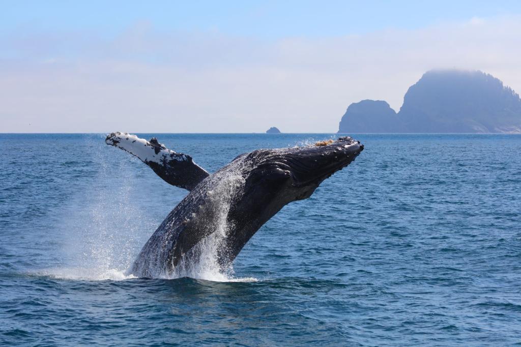 Wildlife Viewing in Alaska’s National Parks | Travel Alaska