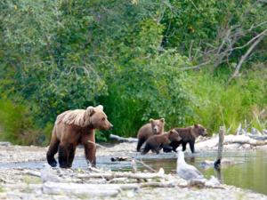 Akhiok, AK | Things to do, Recreation, & Travel Information | Travel Alaska