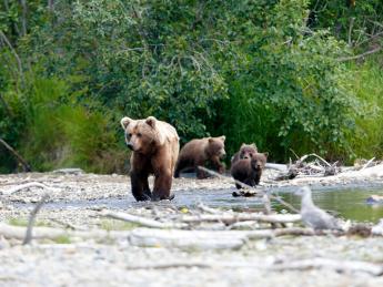 Anderson, AK | Things to do, Recreation, & Travel Information | Travel ...